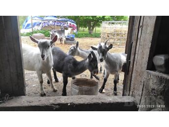 Põllu- ja aiasaadused, toidukaubad - Kuldne Börs