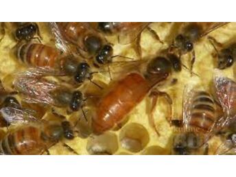 Mesindus - Kuldne Börs