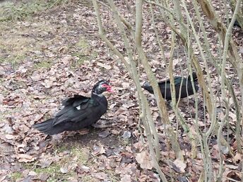 Karja- ja koduloomad - Kuldne Börs