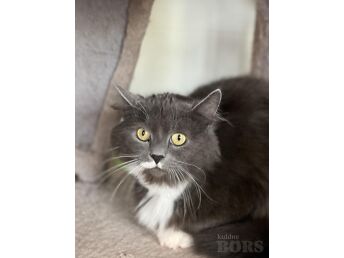 Tõutunnistuseta kassid - Kuldne Börs