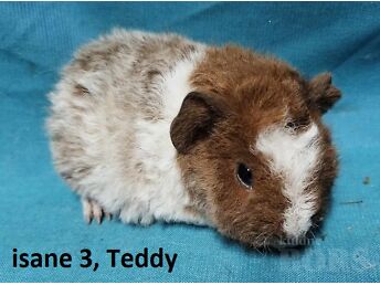 Lemmikloomad - Kuldne Börs