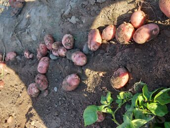 Põllu- ja aiasaadused, toidukaubad - Kuldne Börs