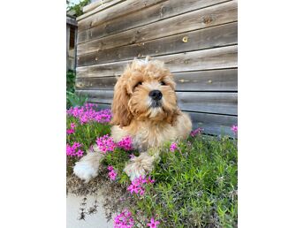 Lemmikloomad - Kuldne Börs