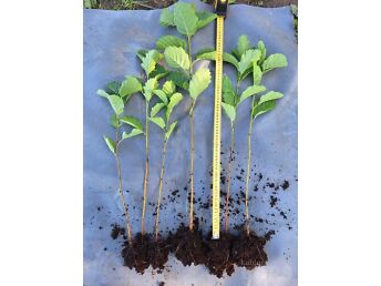 Taimed, istikud, seemned - Kuldne Börs