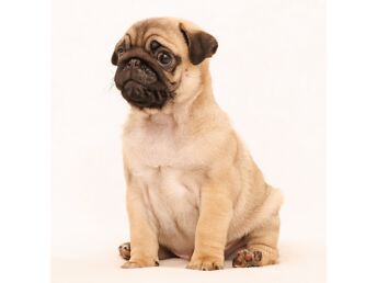 Lemmikloomad - Kuldne Börs