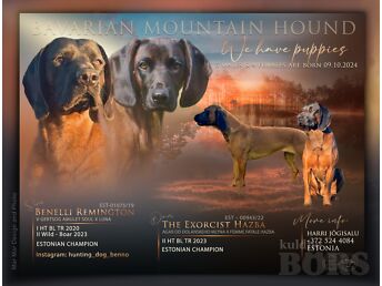 Tõutunnistusega koerad - Kuldne Börs