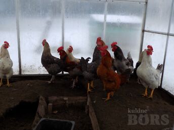 Karja- ja koduloomad - Kuldne Börs