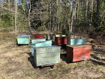 Mesindus - Kuldne Börs