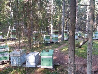 Mesindus - Kuldne Börs