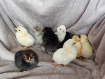 Karja- ja koduloomad - Kuldne Börs