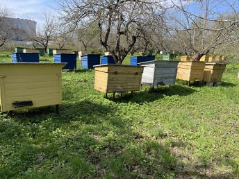 Mesindus - Kuldne Börs