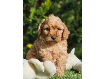 Tõutunnistuseta koerad - Kuldne Börs