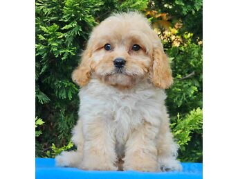 Tõutunnistuseta koerad - Kuldne Börs