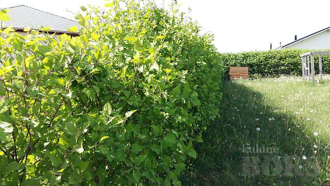 VIIRPUU HEKK SUPER PAKKUMINE, müük, kuulutus 79883152 - Kuldne Börs