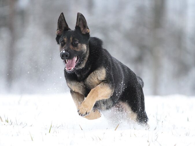 UUE KODU OOTEL EMANE SAKSA LAMBAKOER, ära anda, kuulutus 92744210 ...