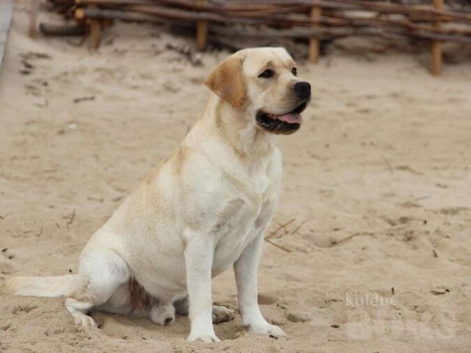 MÜÜA LABRADORI RETRIIVER KUTSIKAD, müük, kuulutus 92128716 - Kuldne Börs
