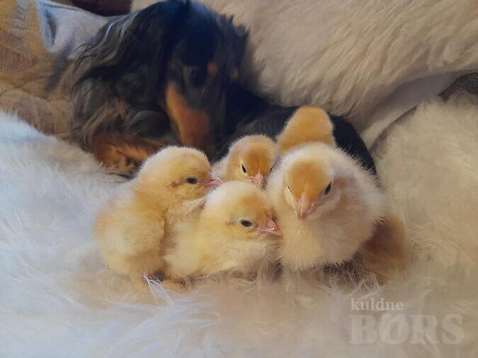 TÕUKANADE TIBUD, müük, kuulutus 88127425 - Kuldne Börs