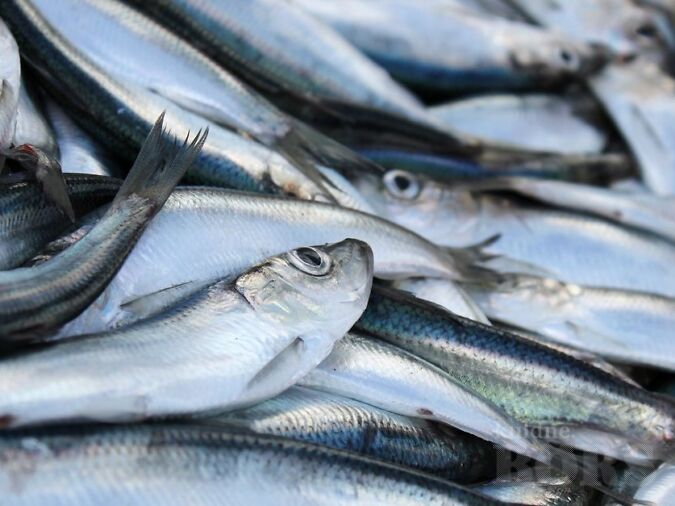 VÄRSKE KARPKALA JA LÄÄNEMERE RÄIM., müük, kuulutus 91751647 - Kuldne Börs