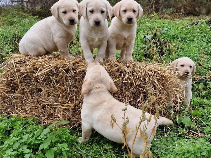 MÜÜA LABRADORI RETRIIVER KUTSIKAD, müük, kuulutus 93032671 - Kuldne Börs