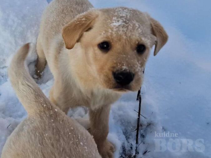 MÜÜA LABRADORI RETRIIVER KUTSIKAD, müük, kuulutus 93051500 - Kuldne Börs