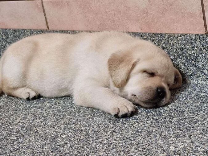 MÜÜA LABRADORI RETRIIVER KUTSIKAD, müük, kuulutus 92128716 - Kuldne Börs