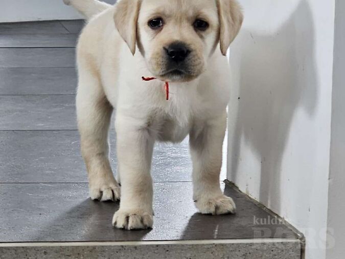 MÜÜA LABRADORI RETRIIVER KUTSIKAD, müük, kuulutus 93032671 - Kuldne Börs