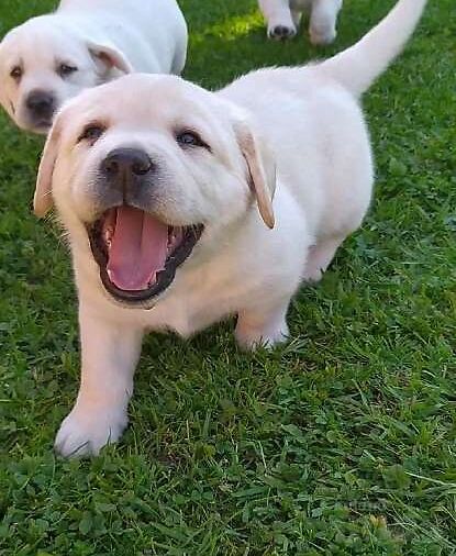 MÜÜA LABRADORI RETRIIVER KUTSIKAD, müük, kuulutus 93051500 - Kuldne Börs