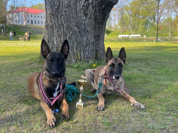 BELGIAN MALINOIS/MALINUA, müük, kuulutus 91193939 - Kuldne Börs