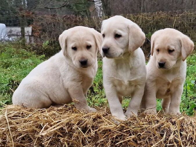 MÜÜA LABRADORI RETRIIVER KUTSIKAD, müük, kuulutus 93051500 - Kuldne Börs