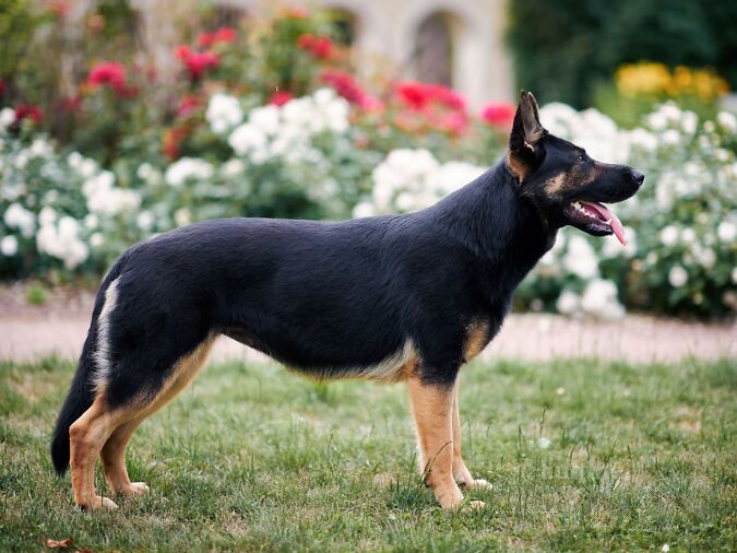 UUE KODU OOTEL EMANE SAKSA LAMBAKOER, ära anda, kuulutus 92744210 ...