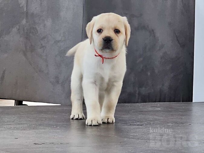MÜÜA LABRADORI RETRIIVER KUTSIKAD, müük, kuulutus 93032671 - Kuldne Börs