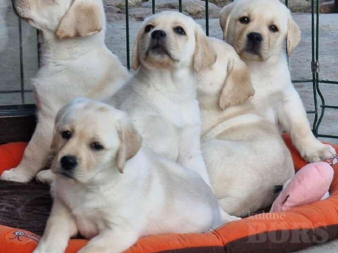 MÜÜA LABRADORI RETRIIVER KUTSIKAD, müük, kuulutus 93051500 - Kuldne Börs