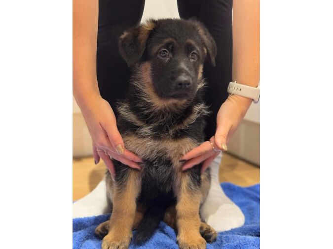 SAKSA LAMBAKOER, müük, kuulutus 95205571 - Kuldne Börs