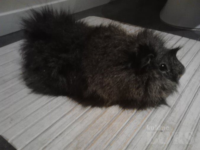 ÄRA ANDA MERISIGA KOOS PUURIGA, müük, kuulutus 80321187 - Kuldne Börs