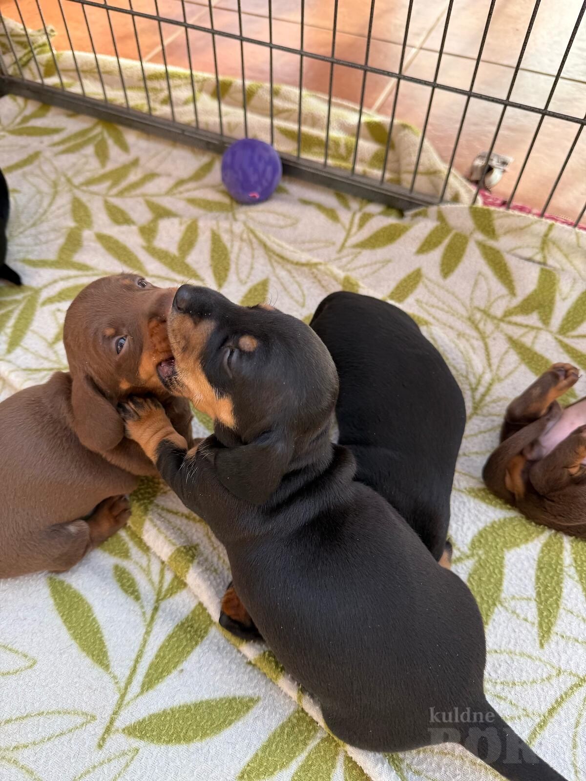 TAKSA MINI, müük, kuulutus 96080590 - Kuldne Börs