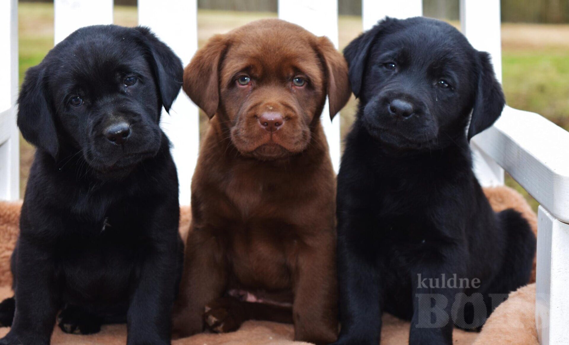 LABRADORI RETRIIVERI, müük, kuulutus 96242555 - Kuldne Börs