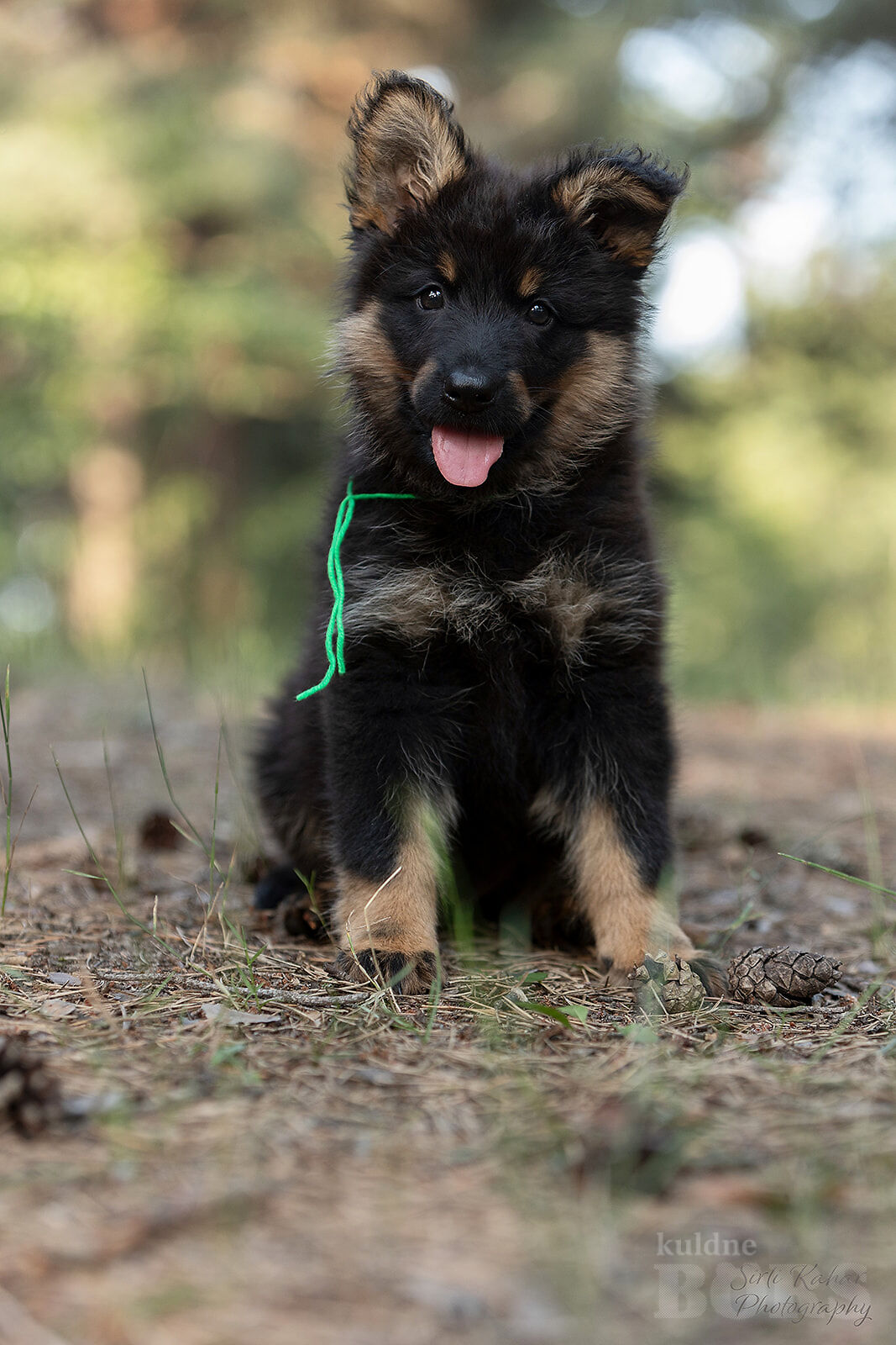 BOHEEMIA LAMBAKOER / CHODAKY PES KUTSIKAD, müük, kuulutus 94330051 ...