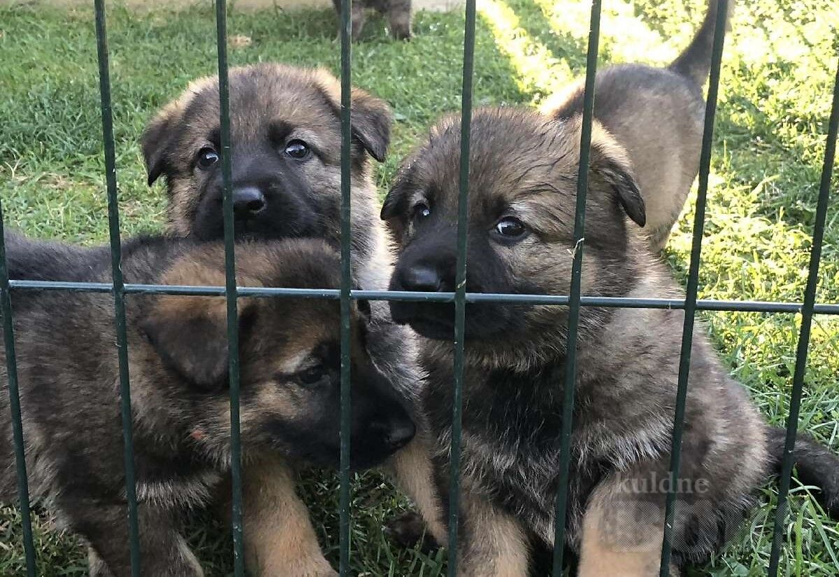 MÜÜA SAKSA LAMBAKOER KUTSIKAD, müük, kuulutus 96055032 - Kuldne Börs