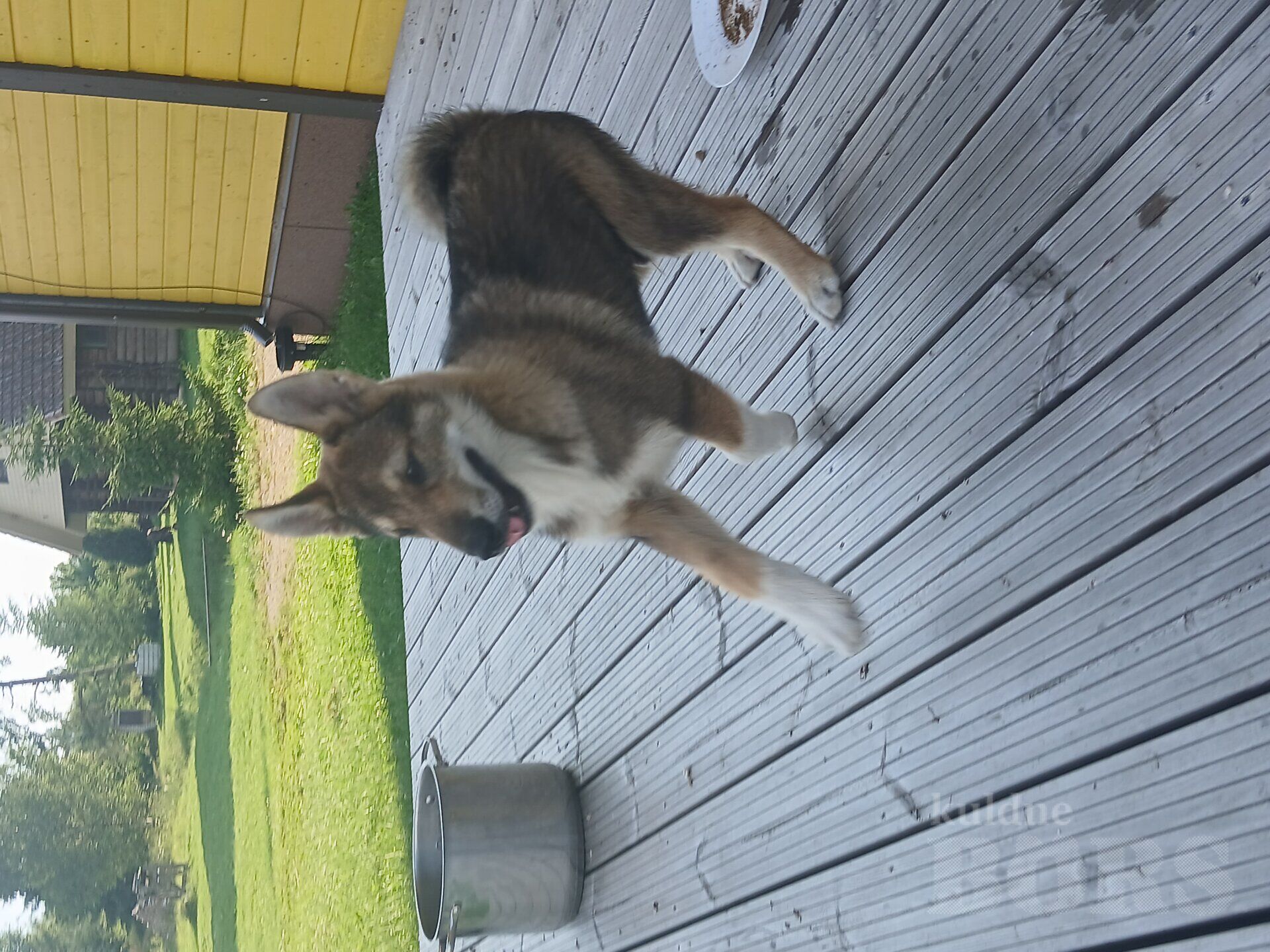 LÄÄNE-SIBERI LAIKA KUTSIKAD, müük, kuulutus 96479251 - Kuldne Börs