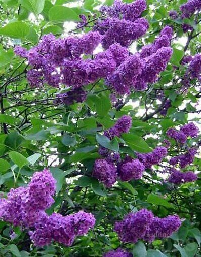 SIRELI ISTIKUD LILLA JA VALGE ÕIEGA, müük, kuulutus 88326417 - Kuldne Börs