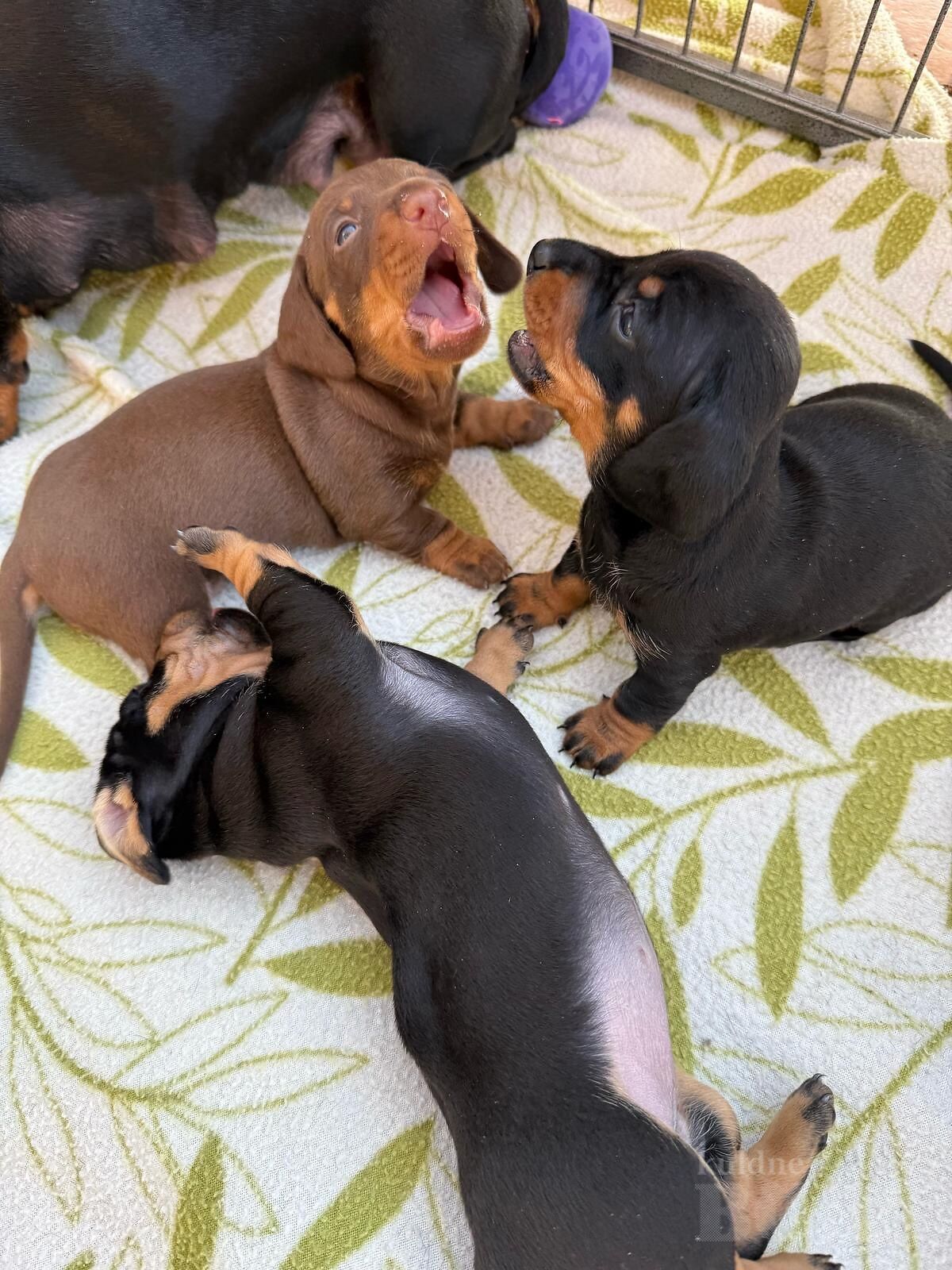 TAKSA MINI, müük, kuulutus 96080590 - Kuldne Börs