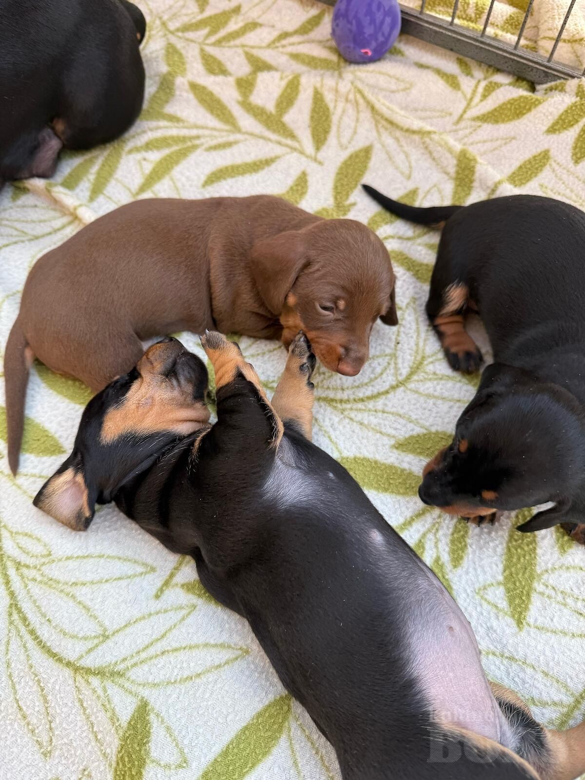 TAKSA MINI, müük, kuulutus 96080590 - Kuldne Börs