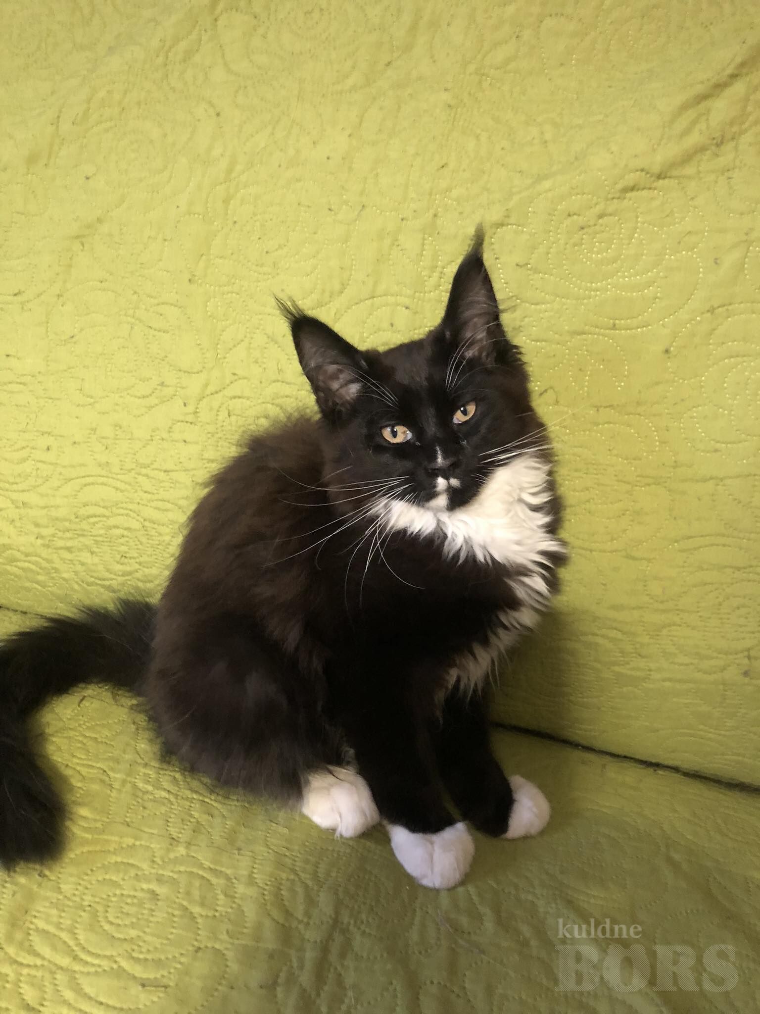 MAINE COON KASSIPOJAD, müük, kuulutus 92813820 - Kuldne Börs