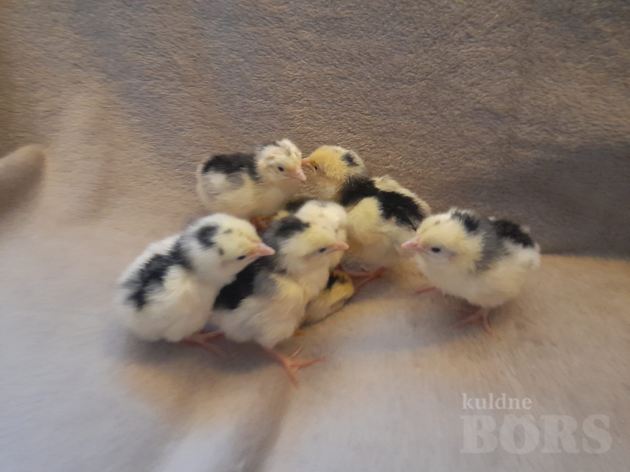 TÕUKANADE TIBUD, müük, kuulutus 88127425 - Kuldne Börs