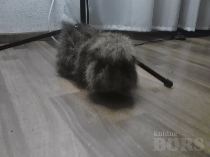 ÄRA ANDA MERISIGA KOOS PUURIGA, müük, kuulutus 80321187 - Kuldne Börs