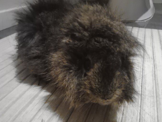 ÄRA ANDA MERISIGA KOOS PUURIGA, müük, kuulutus 80321187 - Kuldne Börs