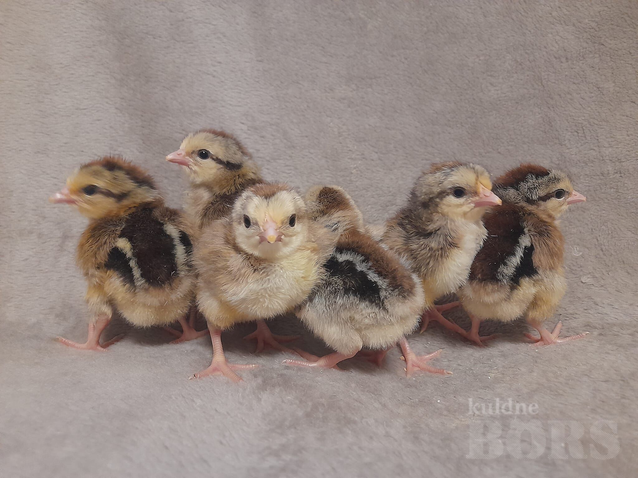 TÕUKANADE TIBUD, müük, kuulutus 88127425 - Kuldne Börs