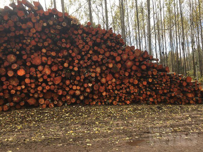 MÜÜA 3 MEETRINE KÜTTEPUU (HALL LEPP, MUST LEPP, KASK), müük, kuulutus ...