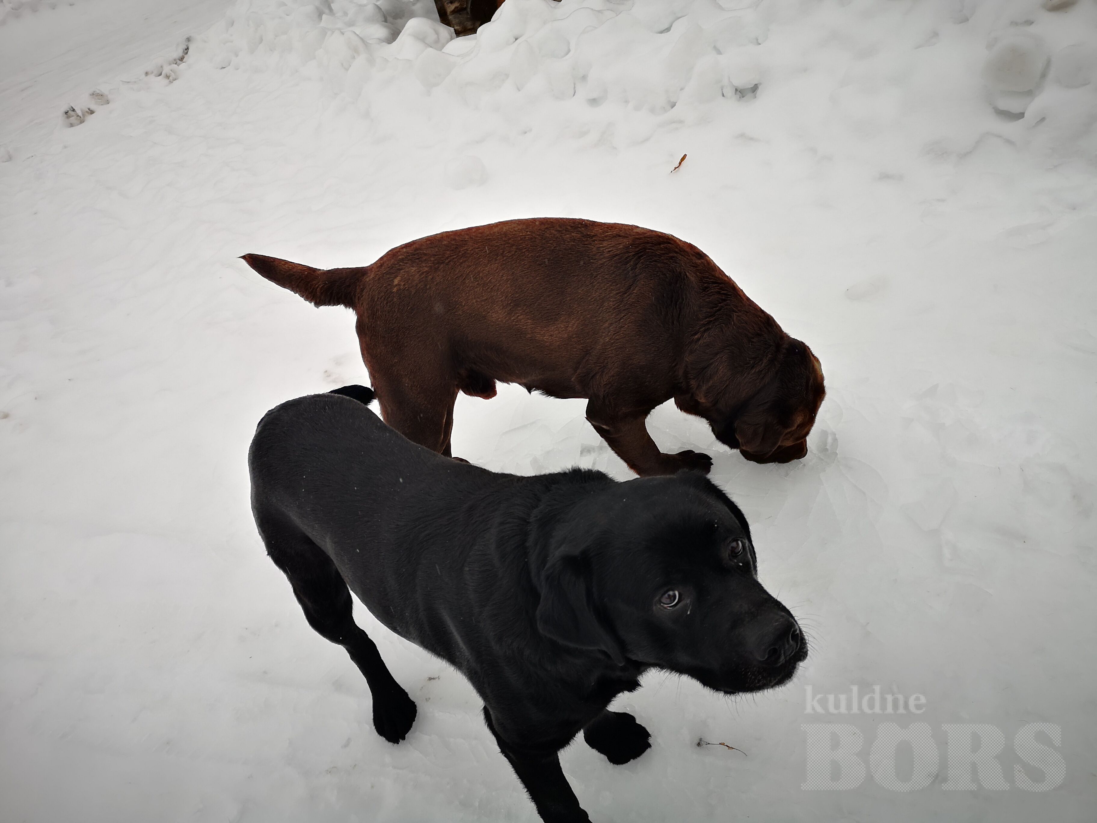 LABRADORI RETRIIVER, ära anda, kuulutus 84028937 - Kuldne Börs