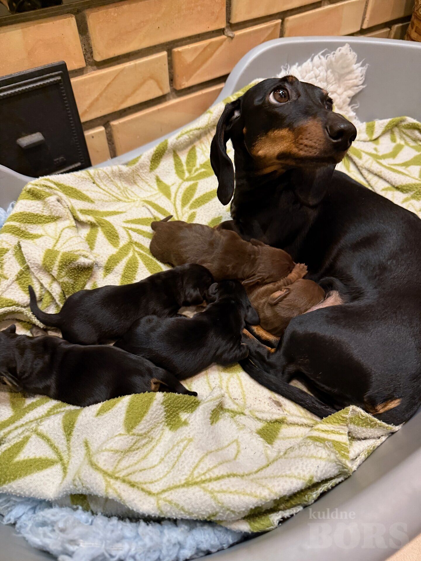 TAKSA MINI, müük, kuulutus 96080590 - Kuldne Börs